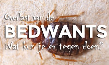 Overlast van bedwantsen? Bestrijden en kosten | Correct Ongediertepreventie