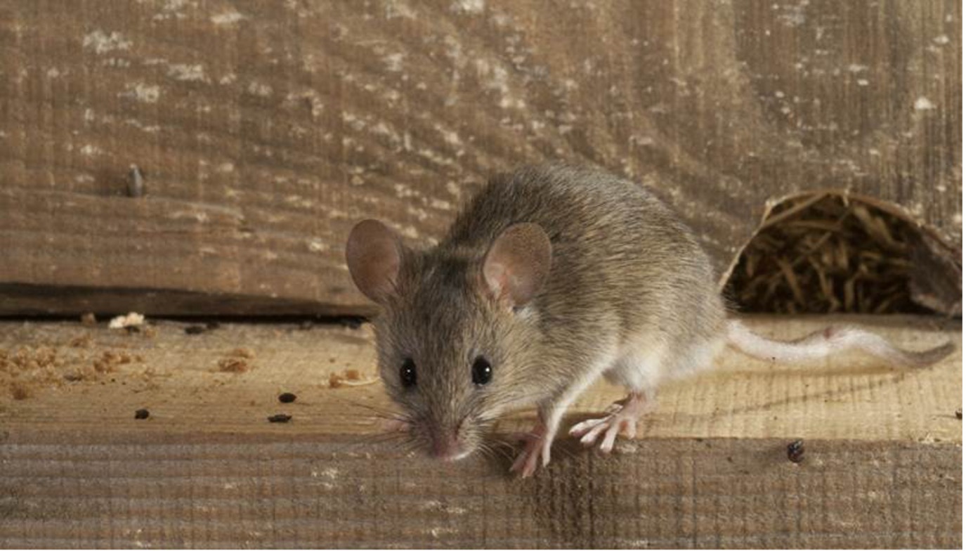 Hoe voorkom ik overlast van muizen? | Correct Ongediertepreventie